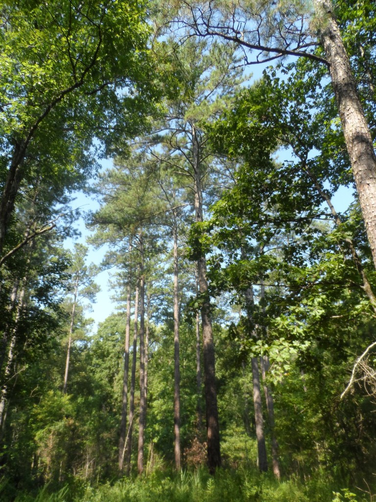 Ghosts of the Oconee: Inside the Scull Shoals Ruins – Wander Woman