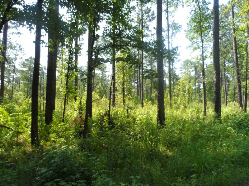 Ghosts of the Oconee: Inside the Scull Shoals Ruins – Wander Woman