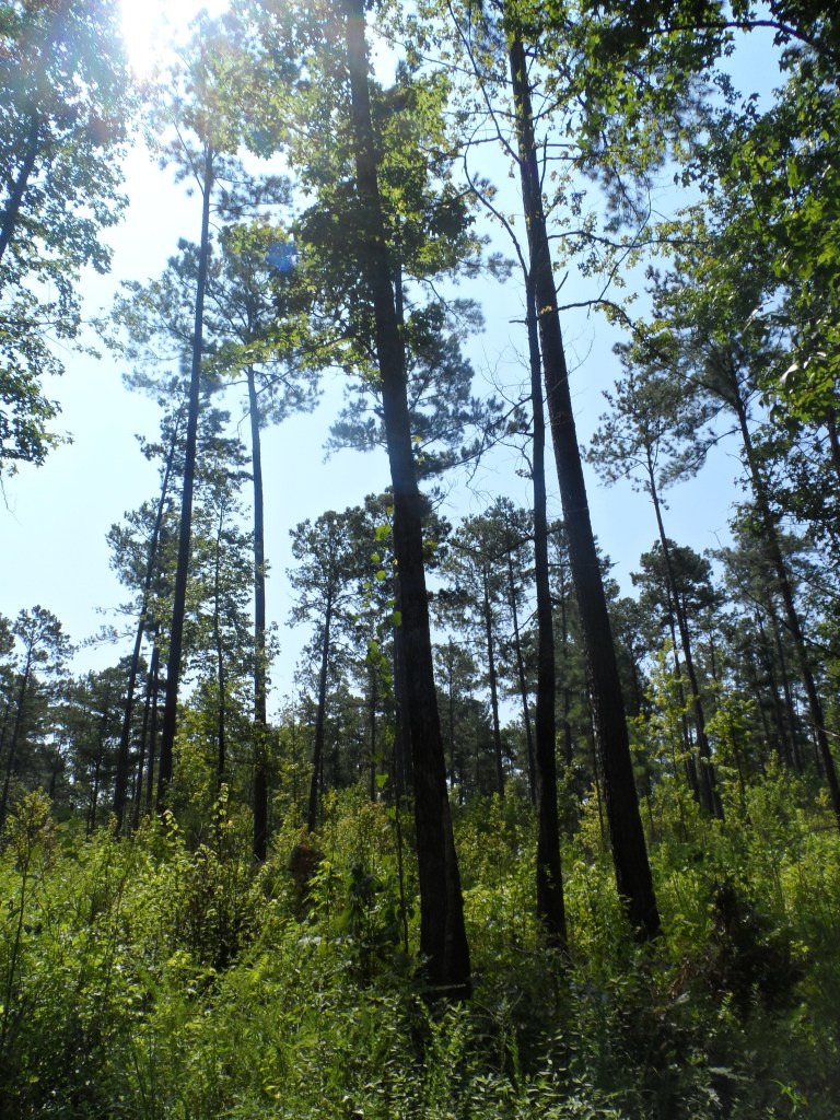 Ghosts of the Oconee: Inside the Scull Shoals Ruins – Wander Woman